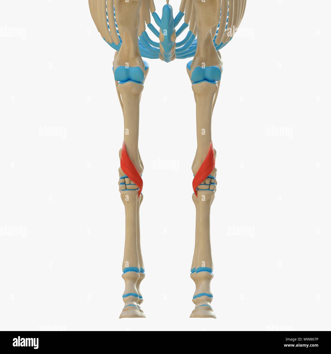 Equine skeleton limb hi-res stock photography and images - Alamy