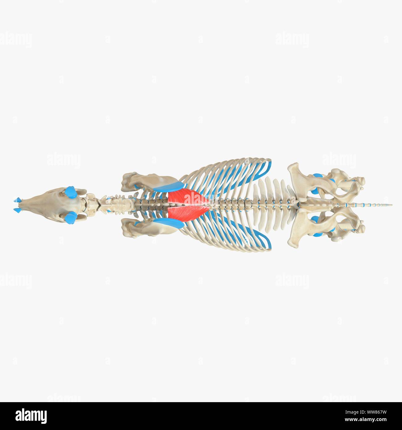 Rhomboideus High Resolution Stock Photography and Images - Alamy