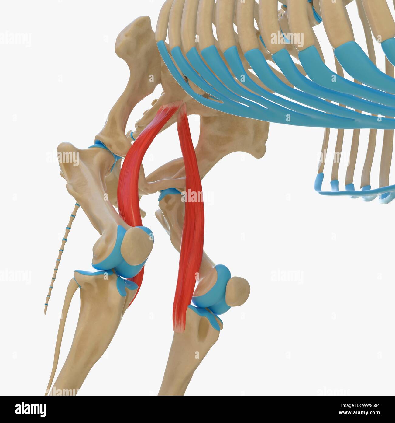 Sartorius Muscle High Resolution Stock Photography and Images - Alamy