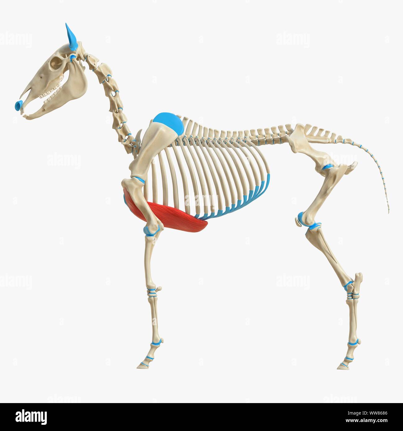Horse pectoralis ascendens muscle, illustration Stock Photo - Alamy