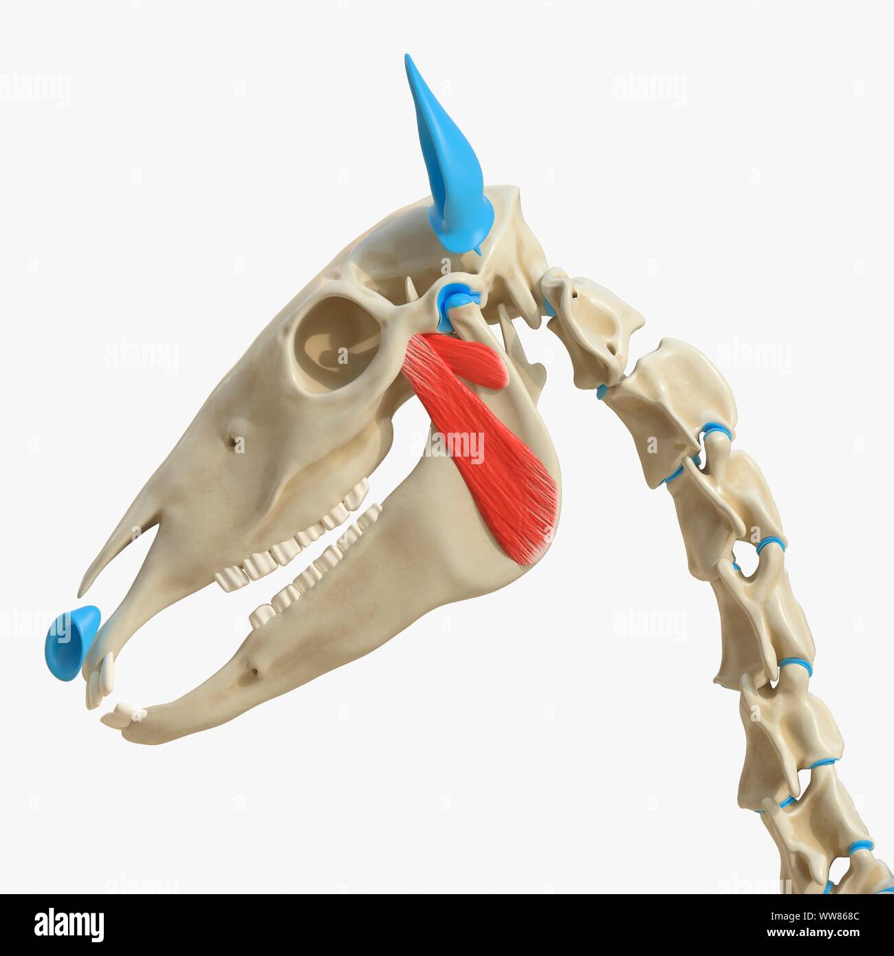 Horse pterygoideus muscle, illustration Stock Photo - Alamy