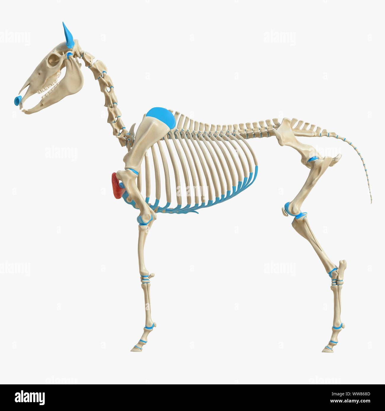 Horse pectoralis descendens muscle, illustration Stock Photo - Alamy