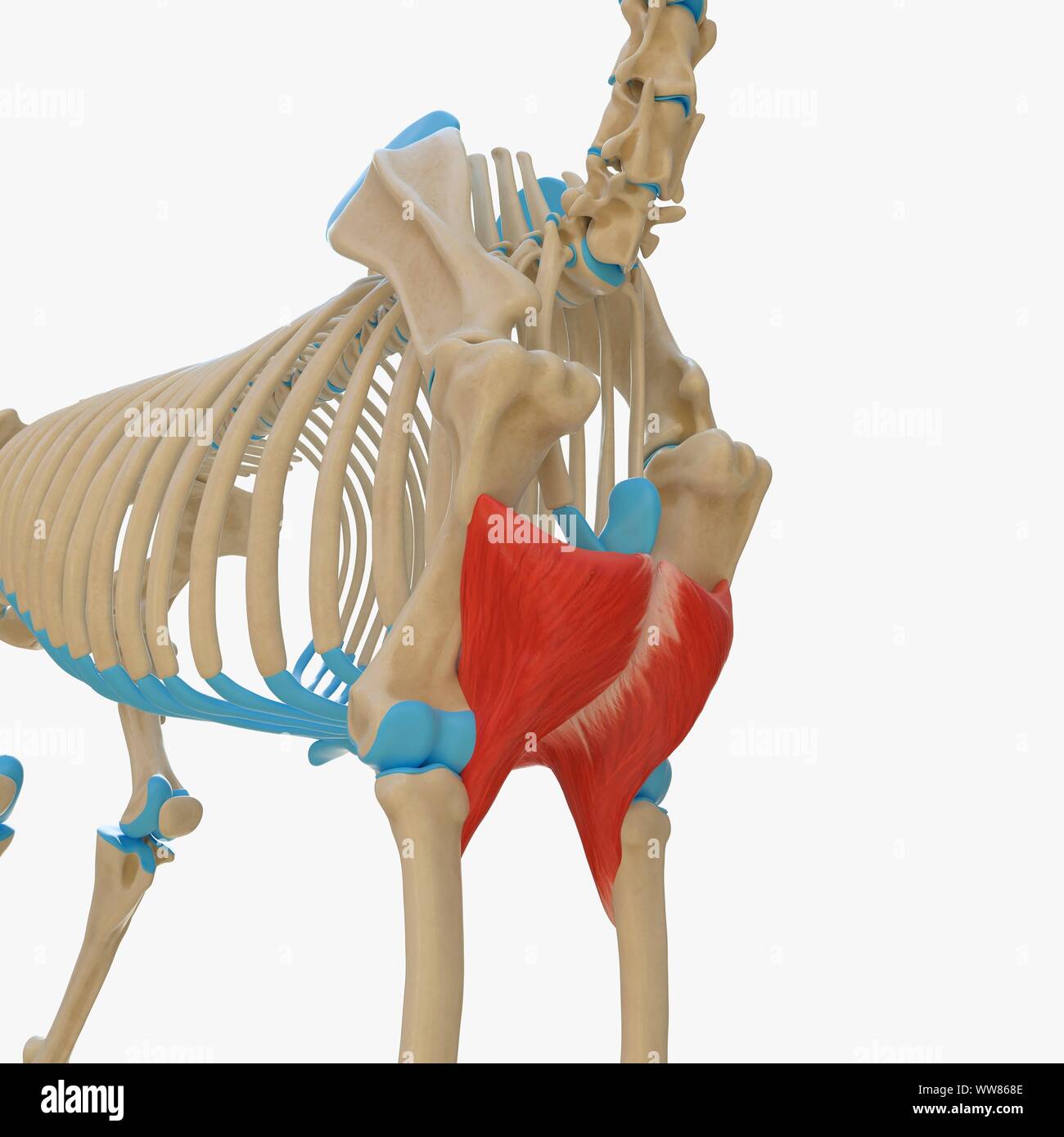 Horse pectoralis transversus muscle, illustration Stock Photo - Alamy