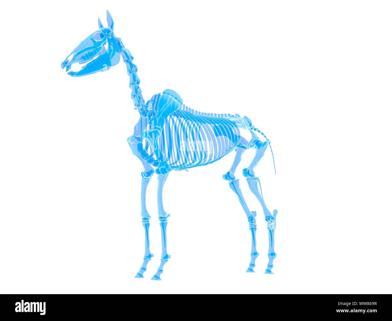 Horse skeleton, illustration Stock Photo - Alamy