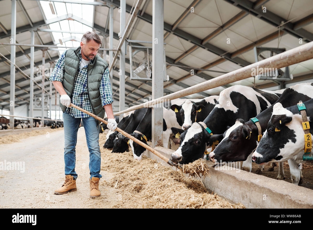 Young staff of dairy farm giving group of milk cows fresh hay to eat ...
