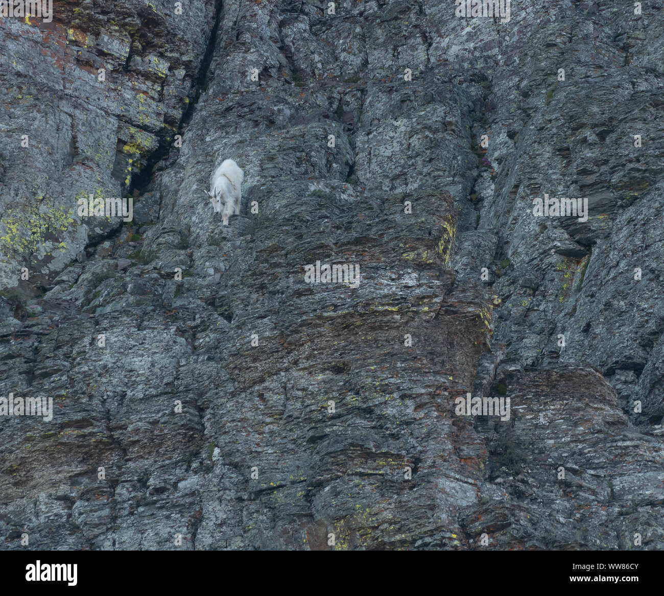 Mountain Goat Descends Steep Rock Face on mountain Stock Photo - Alamy