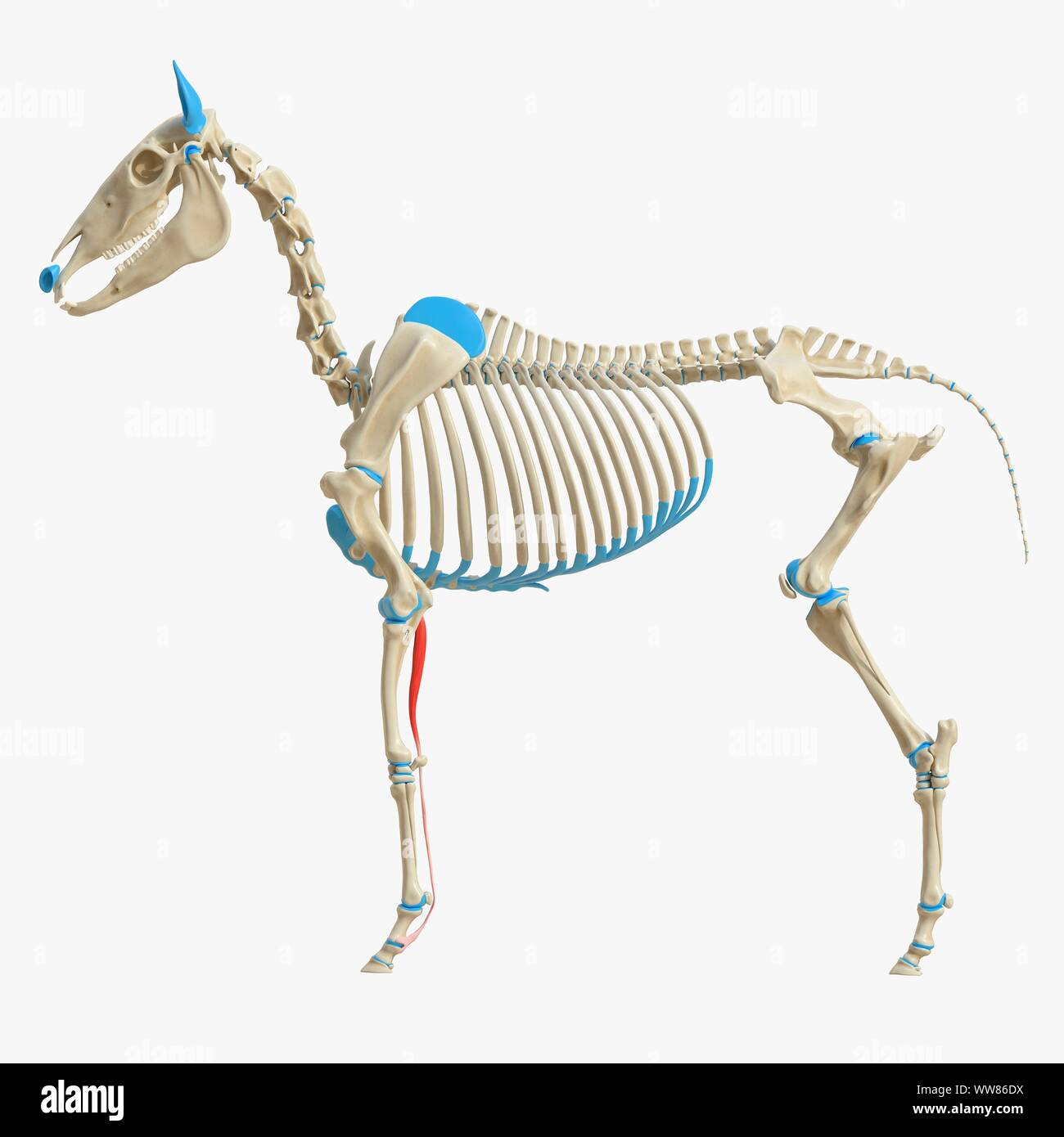 Flexor digital superficial Cut Out Stock Images & Pictures - Alamy