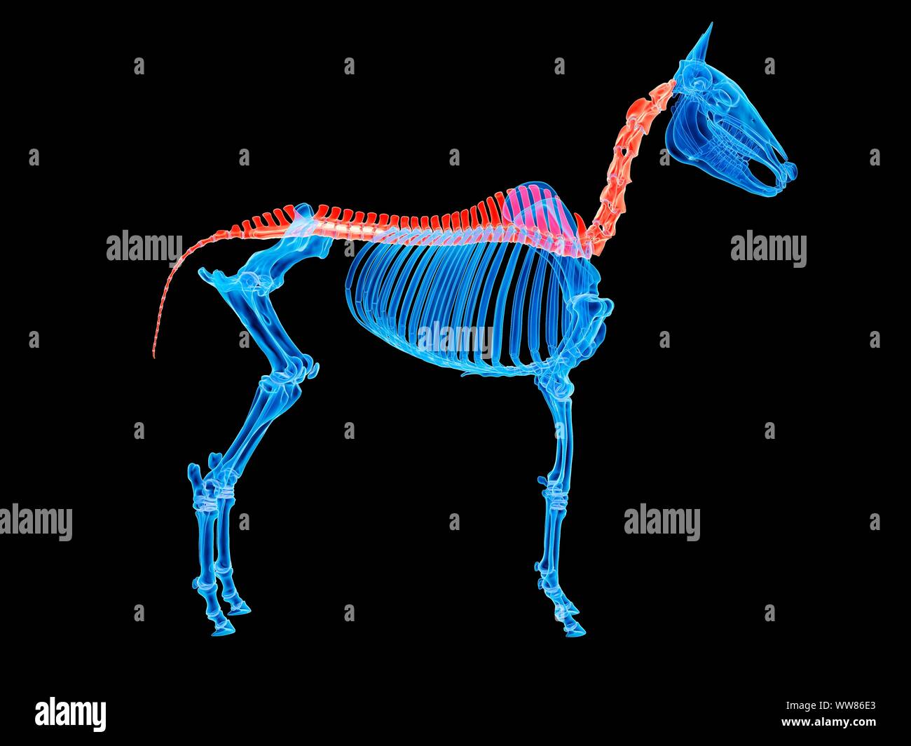 Horse spine, illustration Stock Photo - Alamy