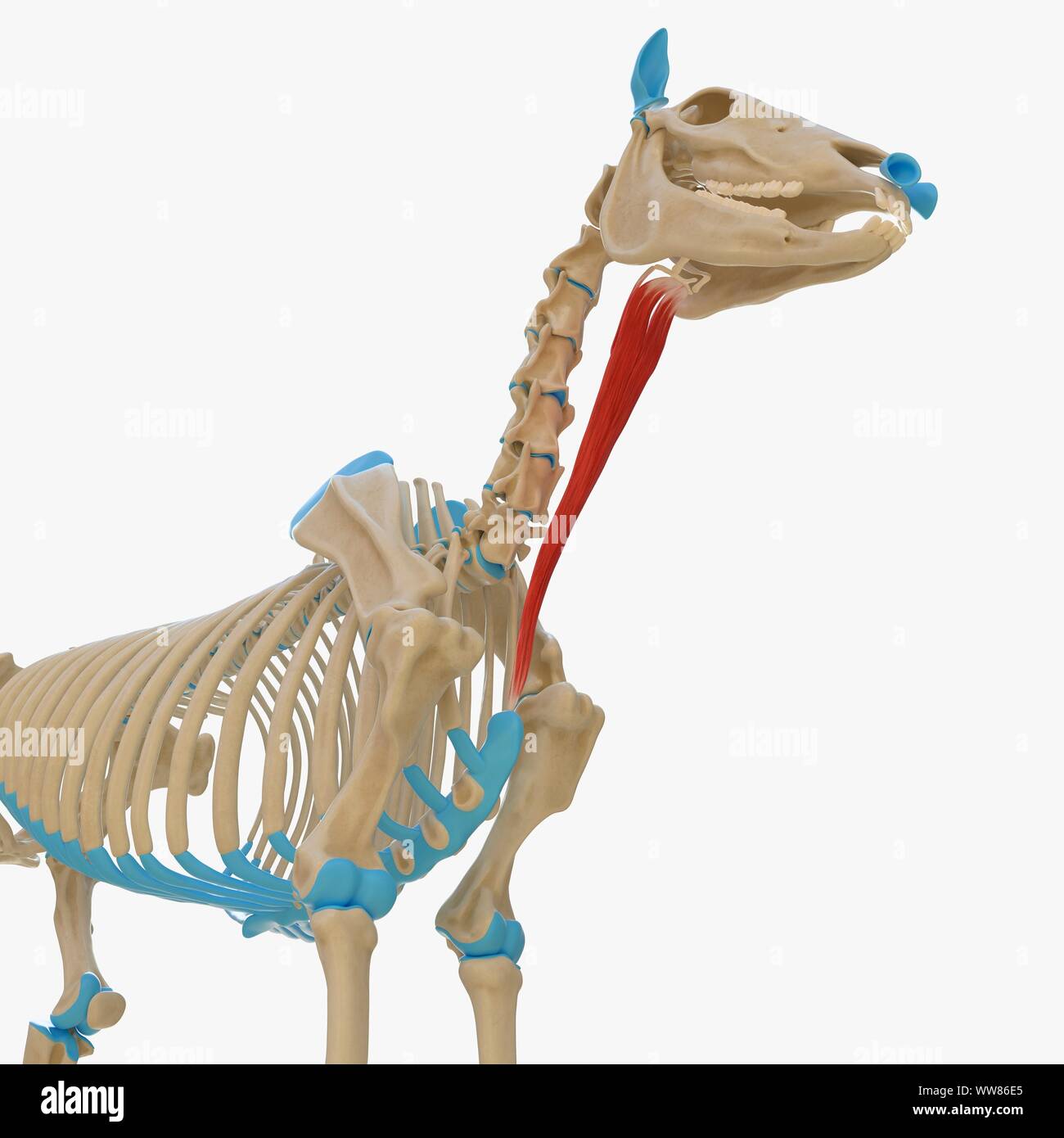 Sternohyoideus hi-res stock photography and images - Alamy