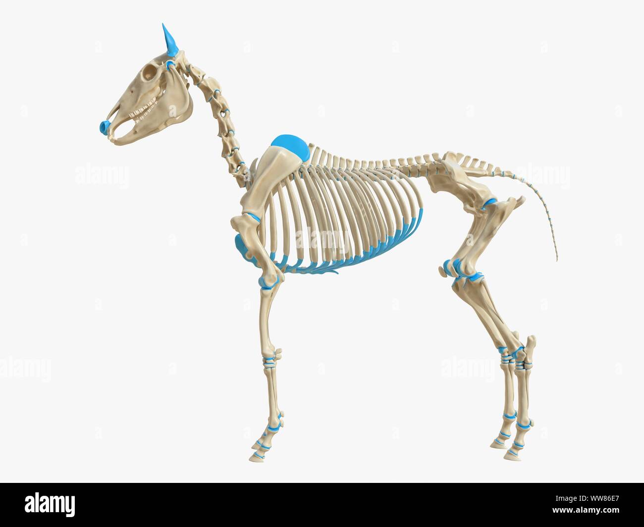 Horse skeleton hi-res stock photography and images - Alamy