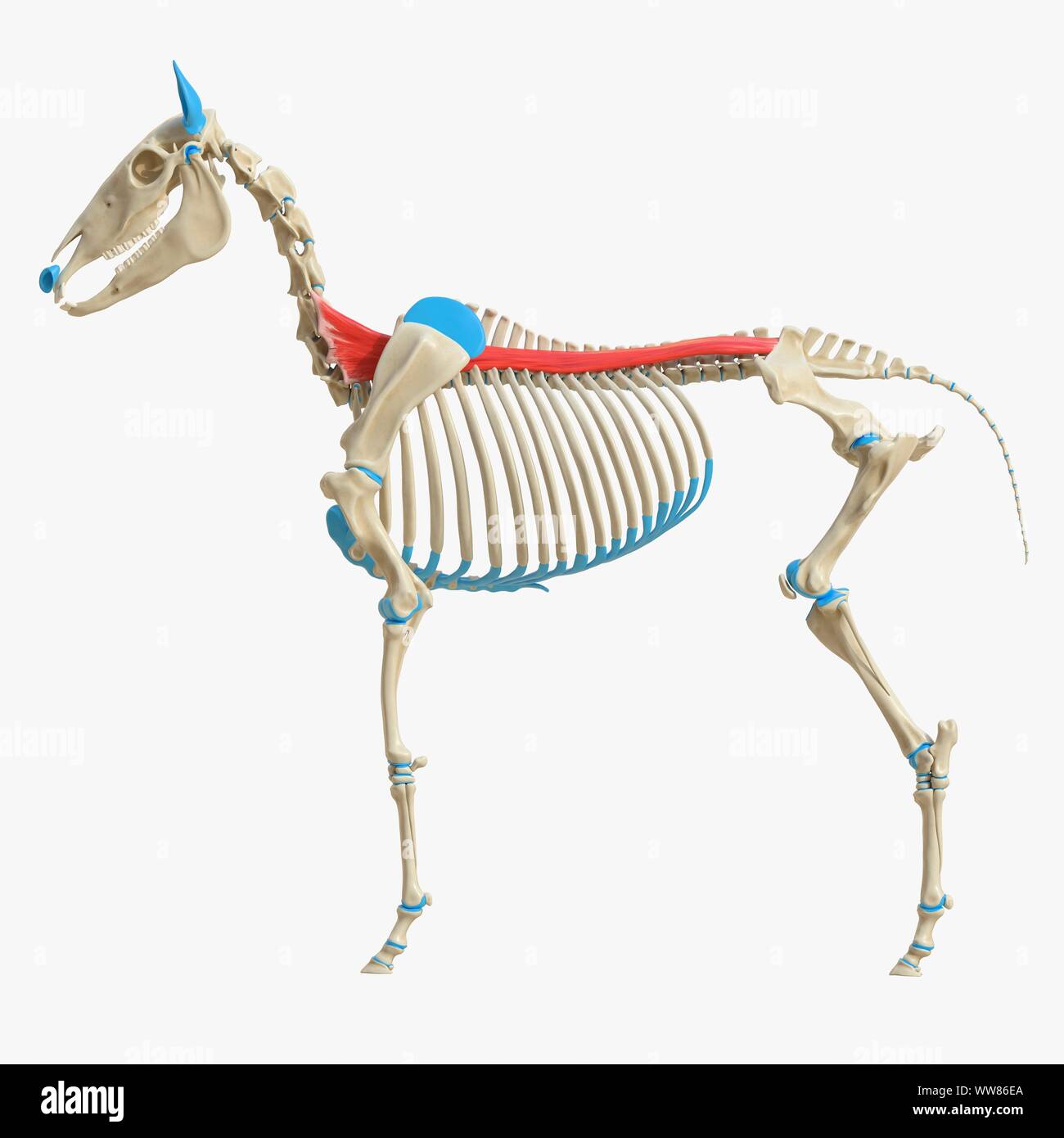 Horse spinalis muscle, illustration Stock Photo - Alamy