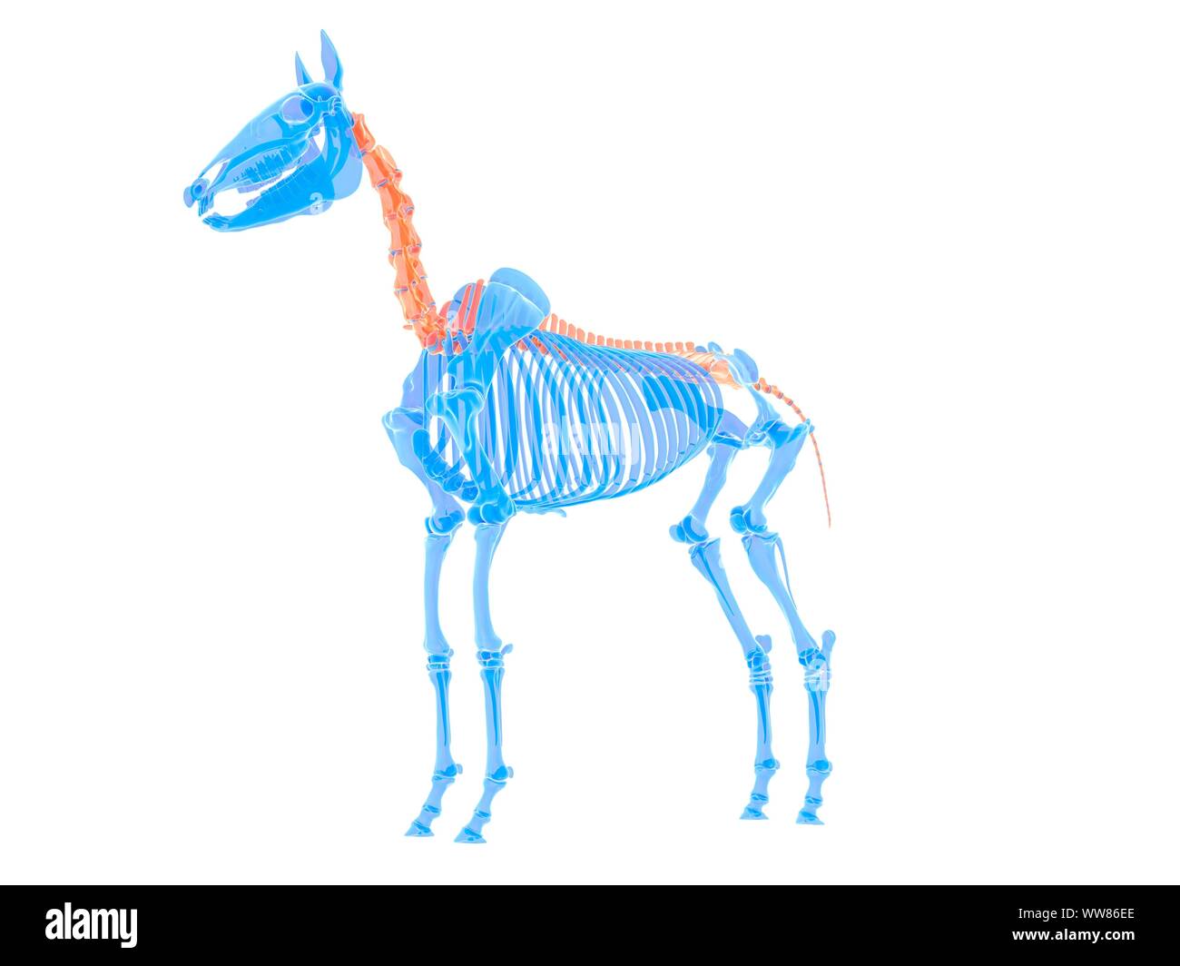 Horse spine, illustration Stock Photo - Alamy