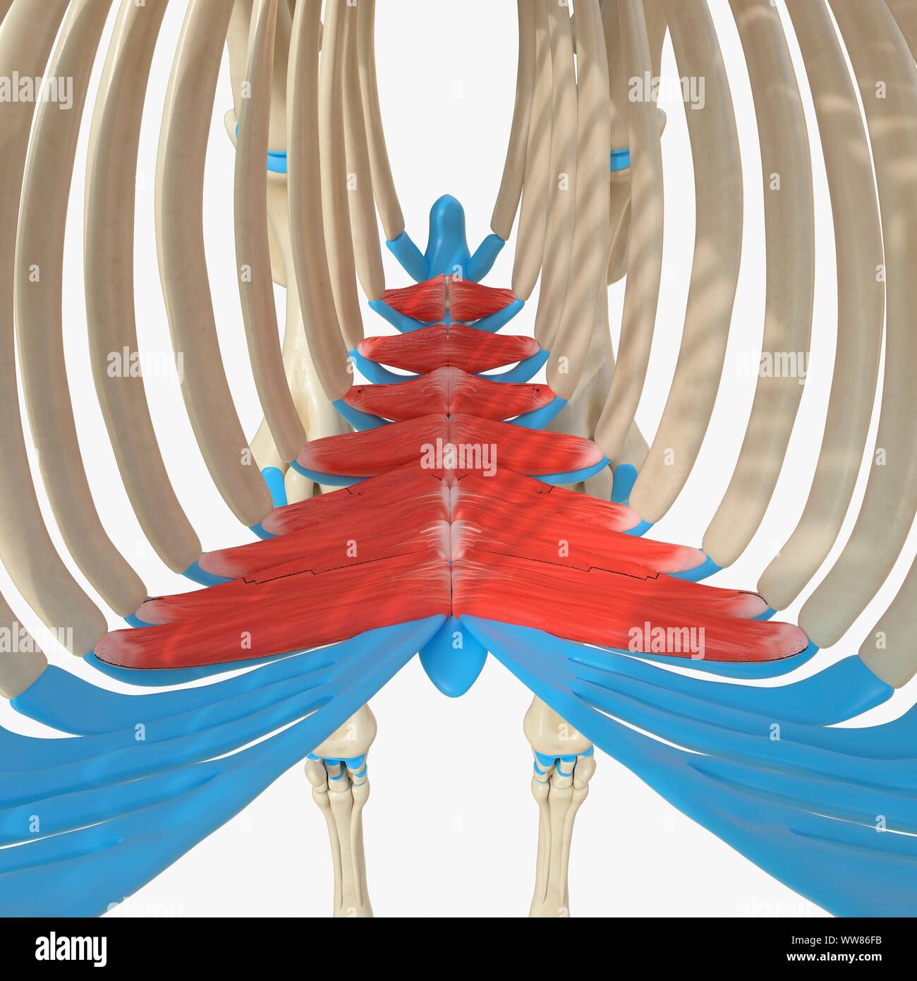 Transversus Thoracis Muscle Origin Of Transversus Thoracis Muscle