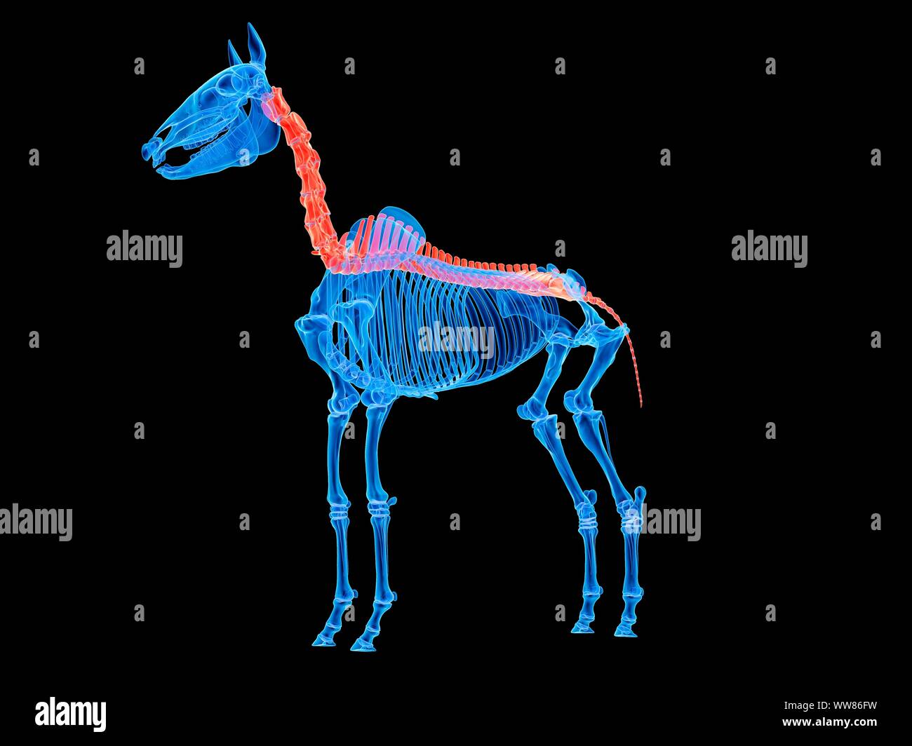 Scapula horse hi-res stock photography and images - Alamy