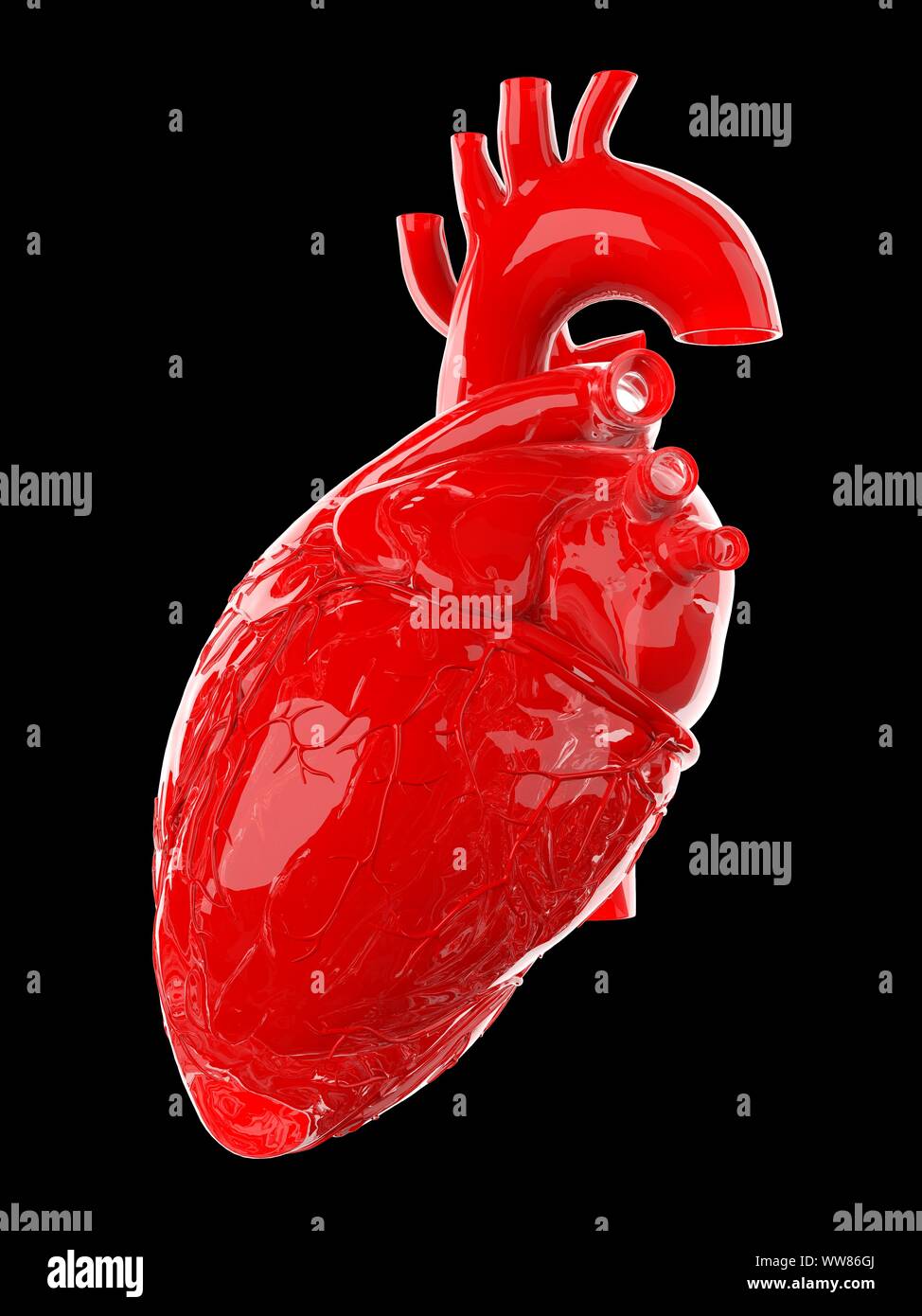 Human heart, illustration Stock Photo - Alamy