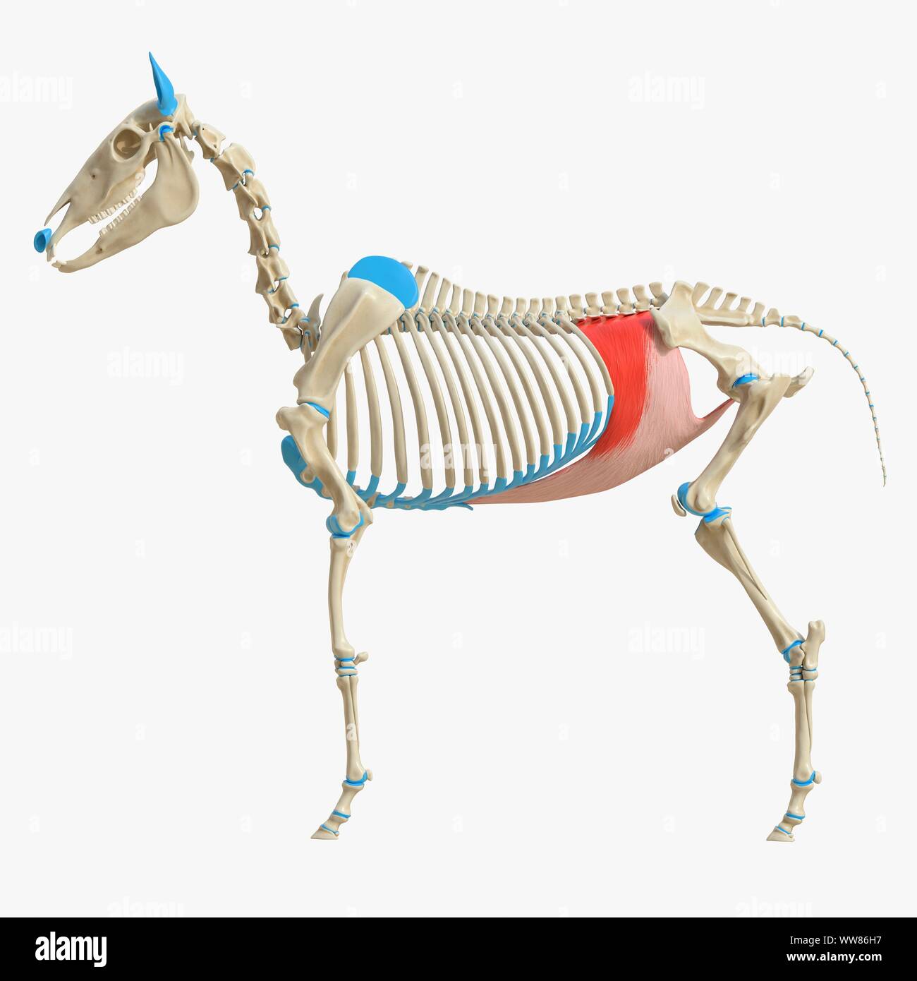 Horse transversus abdominis muscle, illustration Stock Photo - Alamy