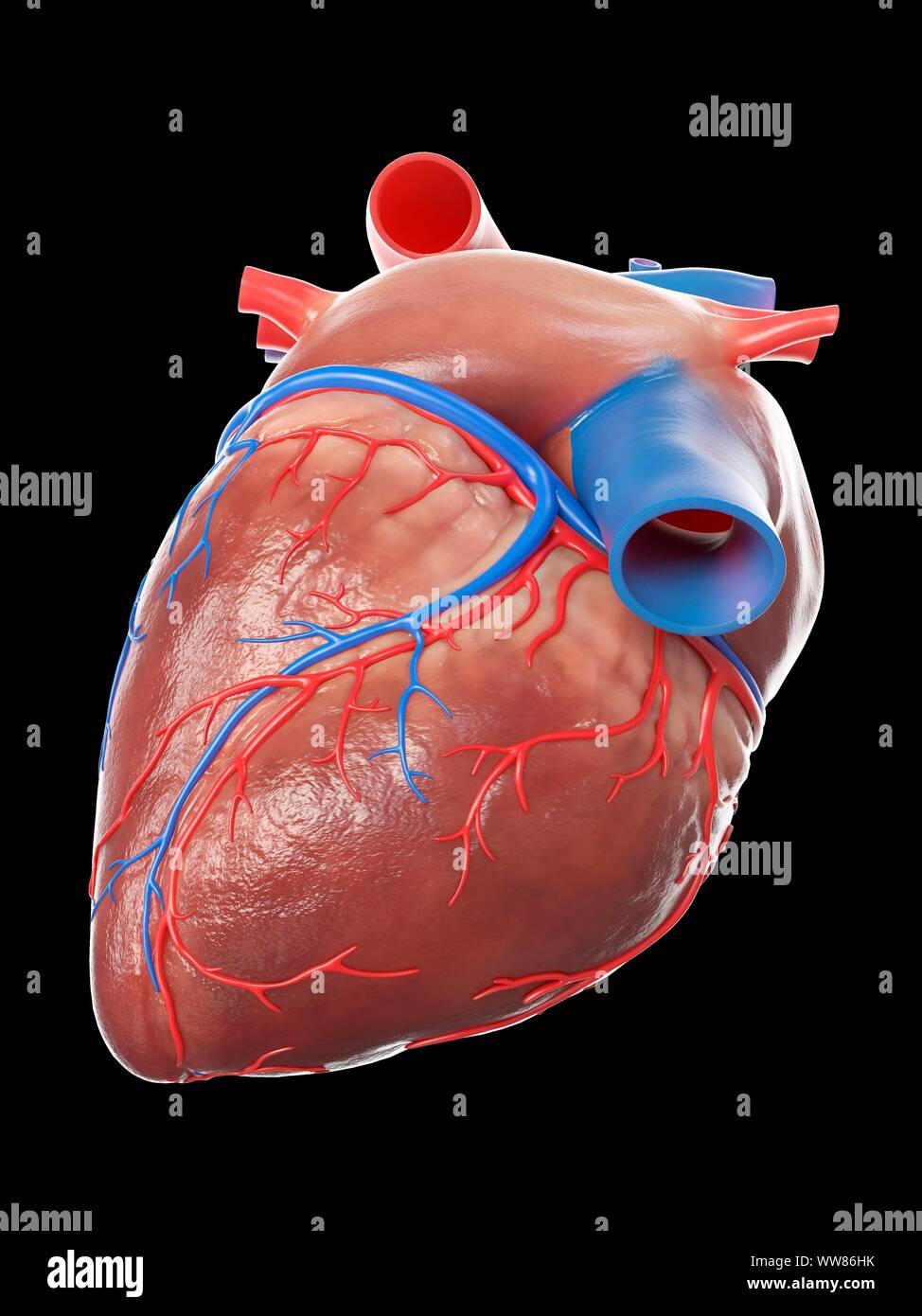 Human heart, illustration Stock Photo - Alamy