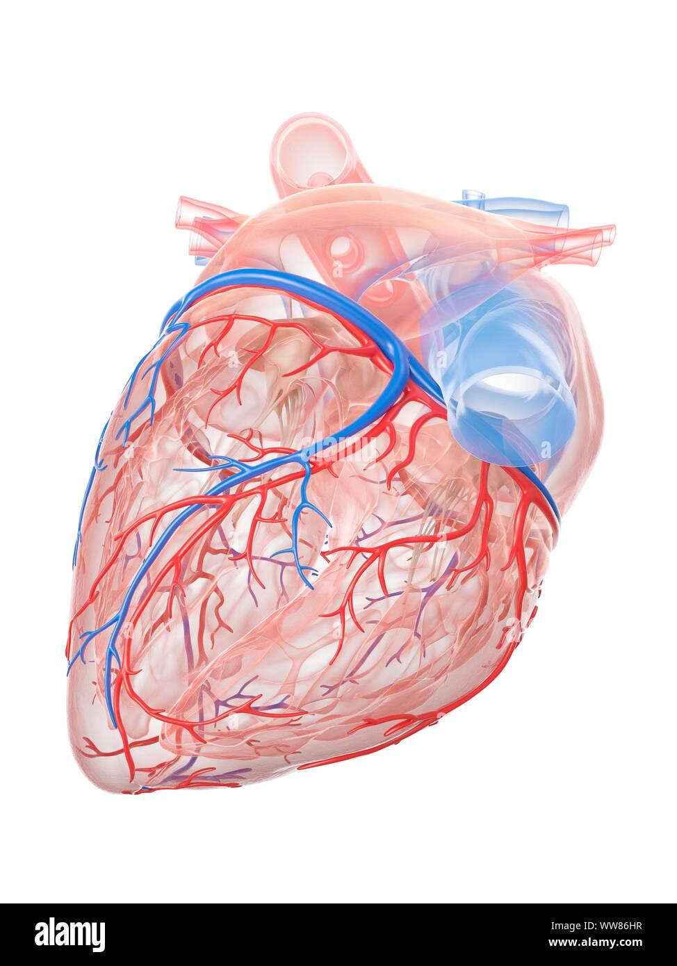 Human heart, illustration Stock Photo - Alamy