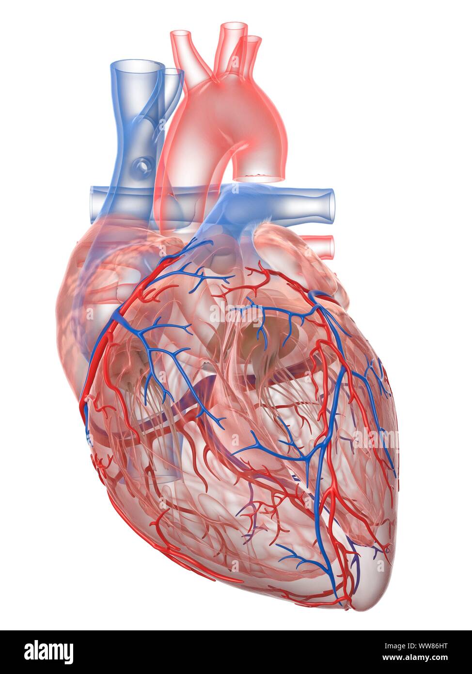 Human heart, illustration Stock Photo - Alamy