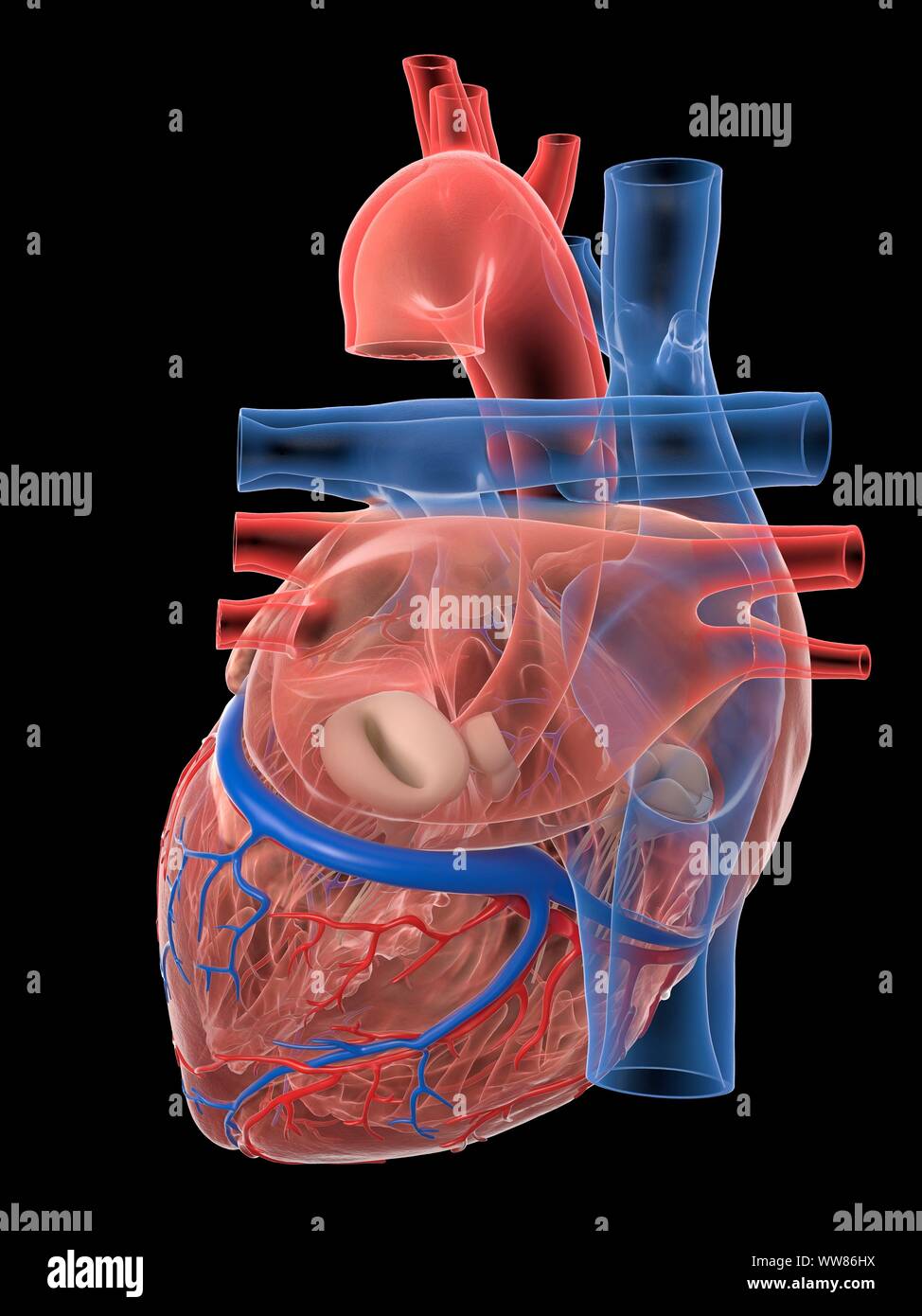 Human heart, illustration Stock Photo - Alamy