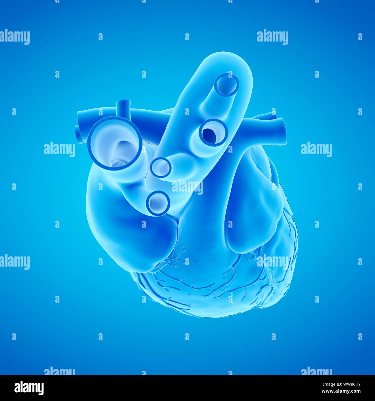 Human heart, illustration Stock Photo - Alamy