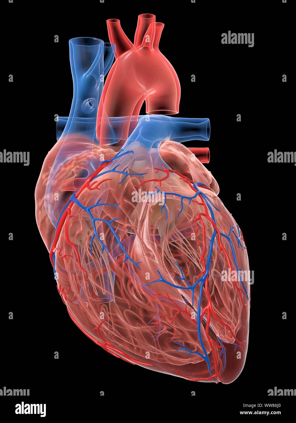 Human heart, illustration Stock Photo - Alamy