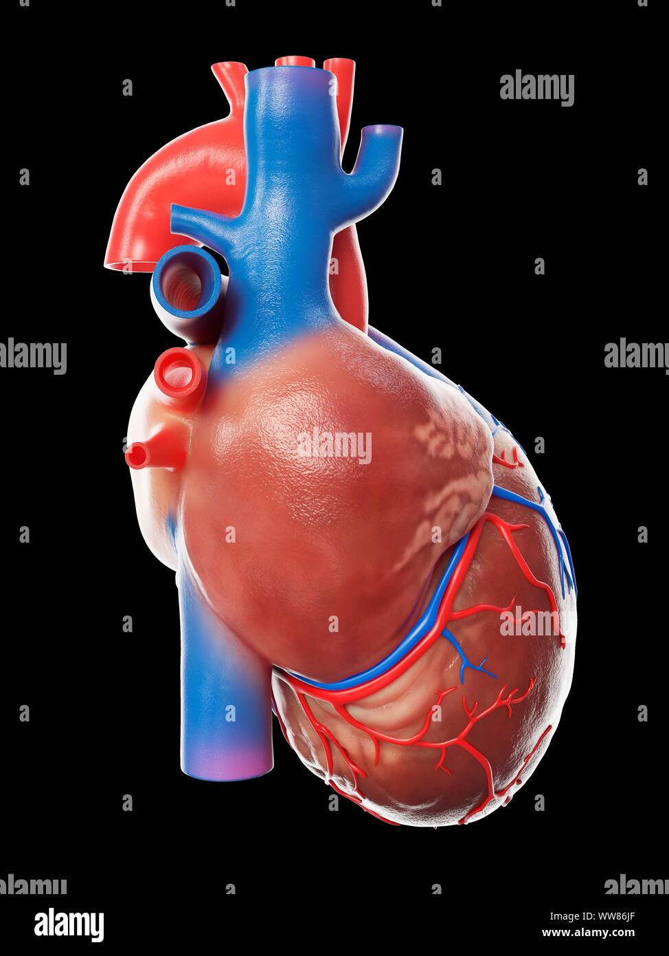 Human heart, illustration Stock Photo - Alamy