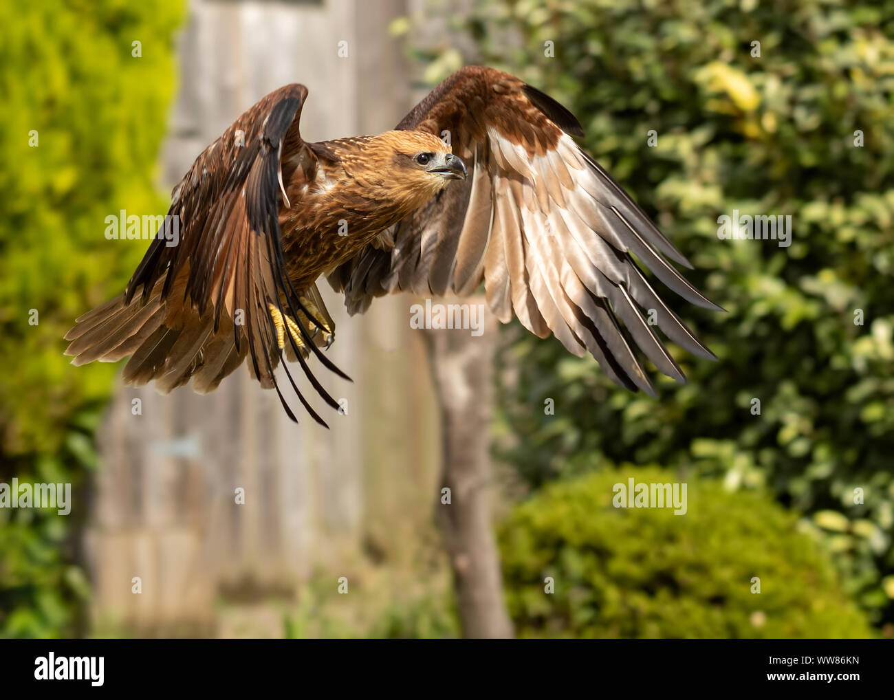 Red Backed Buzzard coming in to land with wings slightly folded Stock ...