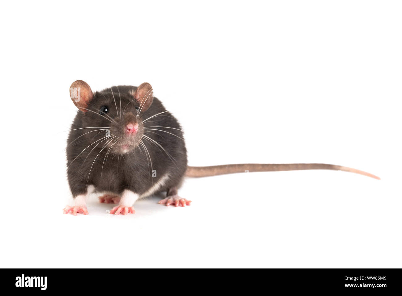 Long tail rat hi-res stock photography and images - Alamy