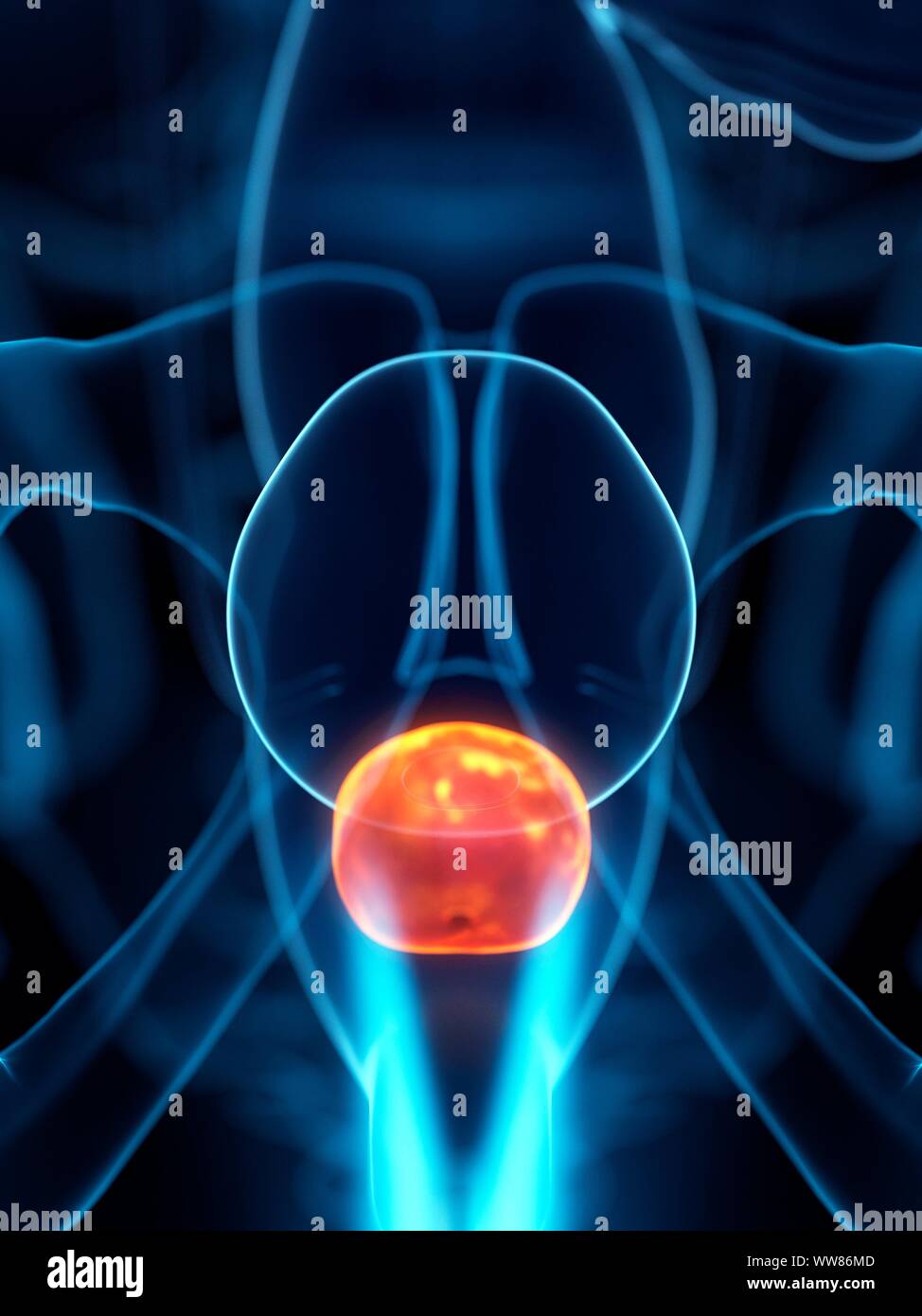 Glandula Prostatica High Resolution Stock Photography and Images - Alamy