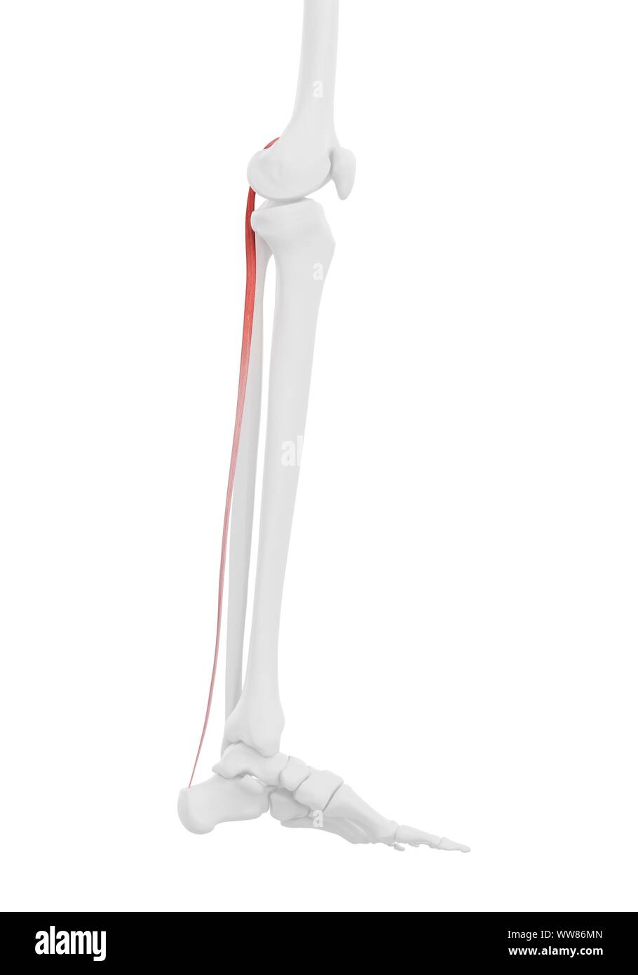 Origin of plantaris muscle hi-res stock photography and images - Alamy