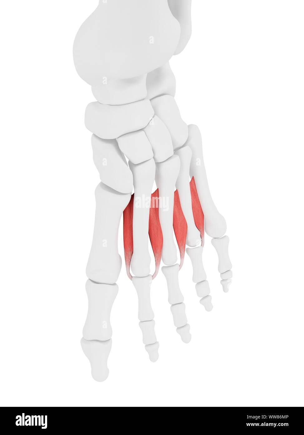 Interosseous dorsal muscle, illustration Stock Photo - Alamy