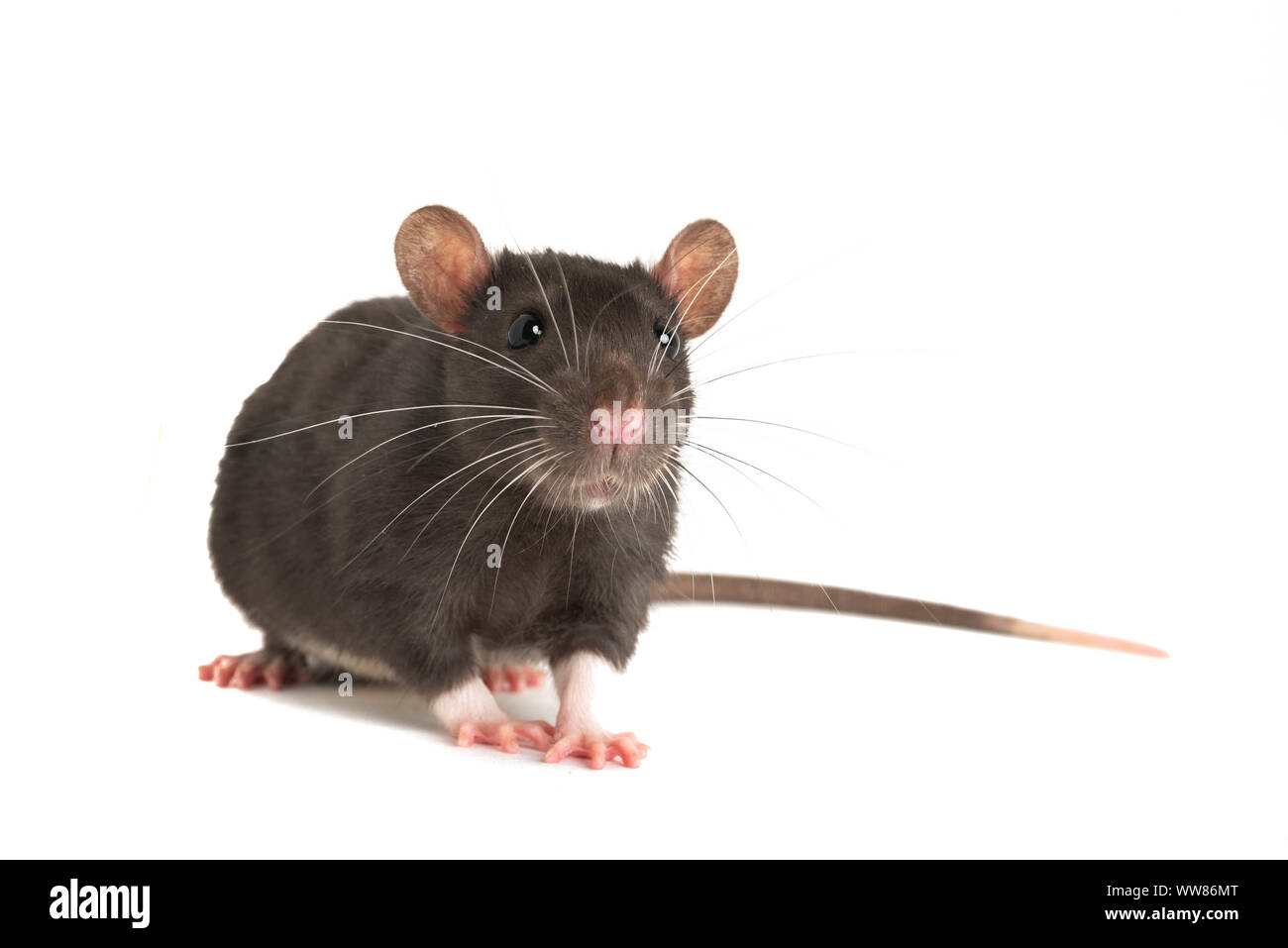 A cute gray rat, with a long mustache, looks into the frame Stock Photo ...