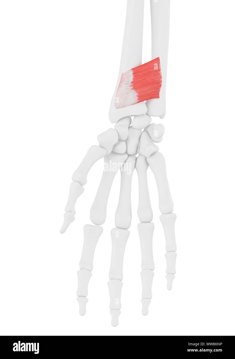 Pronator quadratus muscle, illustration Stock Photo - Alamy