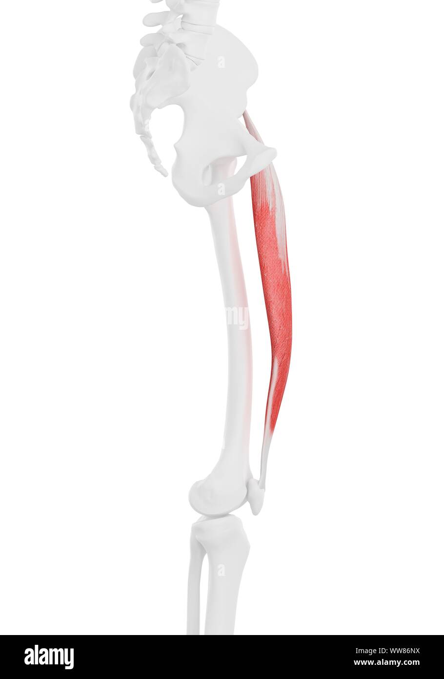 Rectus femoris muscle, illustration Stock Photo - Alamy