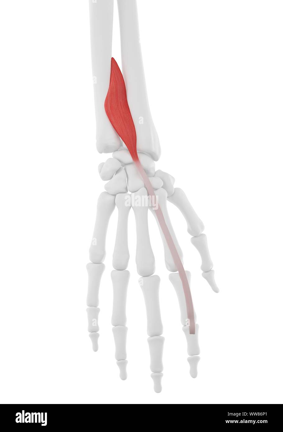 Pronator extensor indicis muscle, illustration Stock Photo - Alamy
