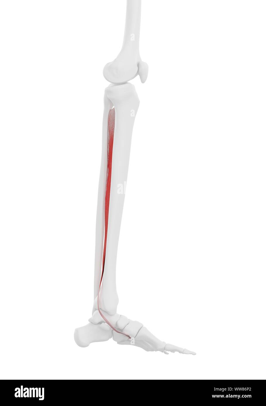 Tibialis posterior muscle, illustration Stock Photo - Alamy