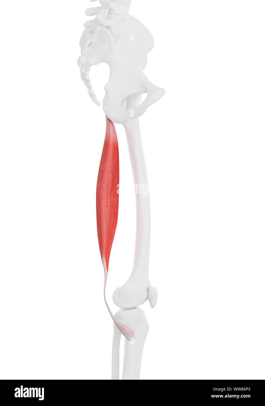 Semitendinosus Muscle High Resolution Stock Photography and Images - Alamy