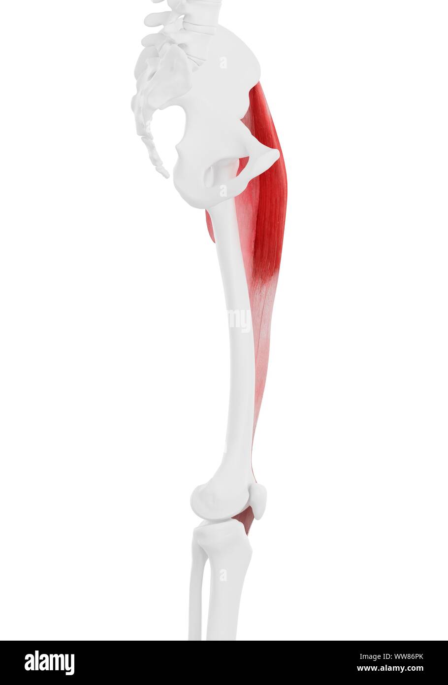 Tensor fascia lata muscle, illustration Stock Photo - Alamy