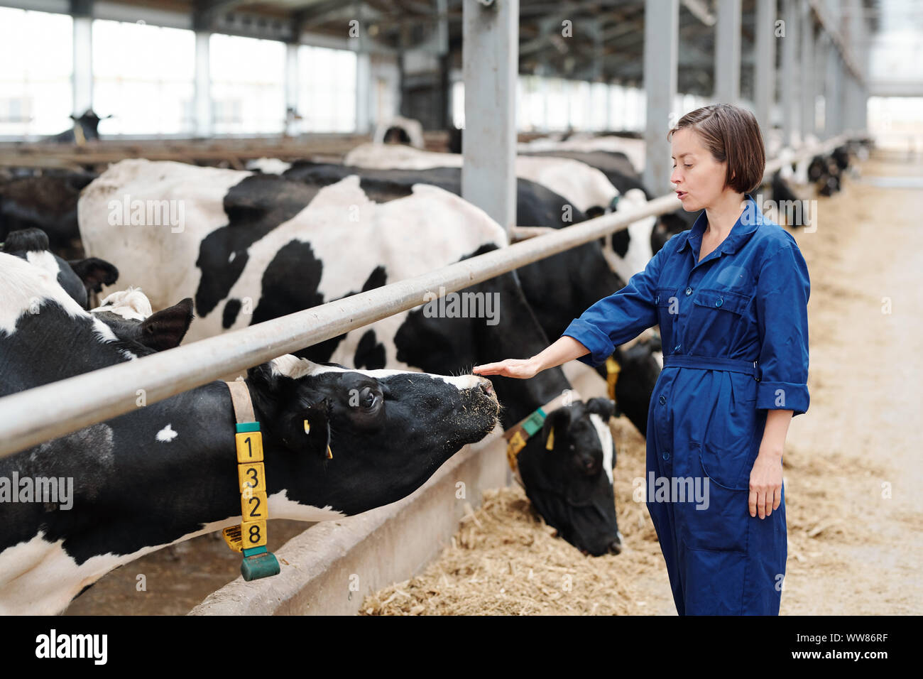 Young woman milking cow hi-res stock photography and images - Alamy
