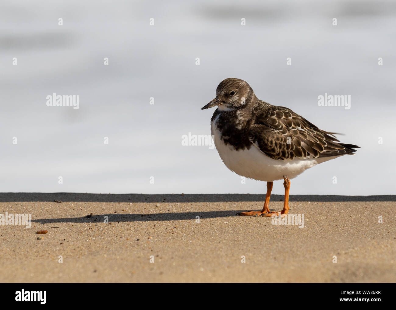 Ruddy Turnstone bird standing on the beach at Horsey Gap in Norfolk, UK ...