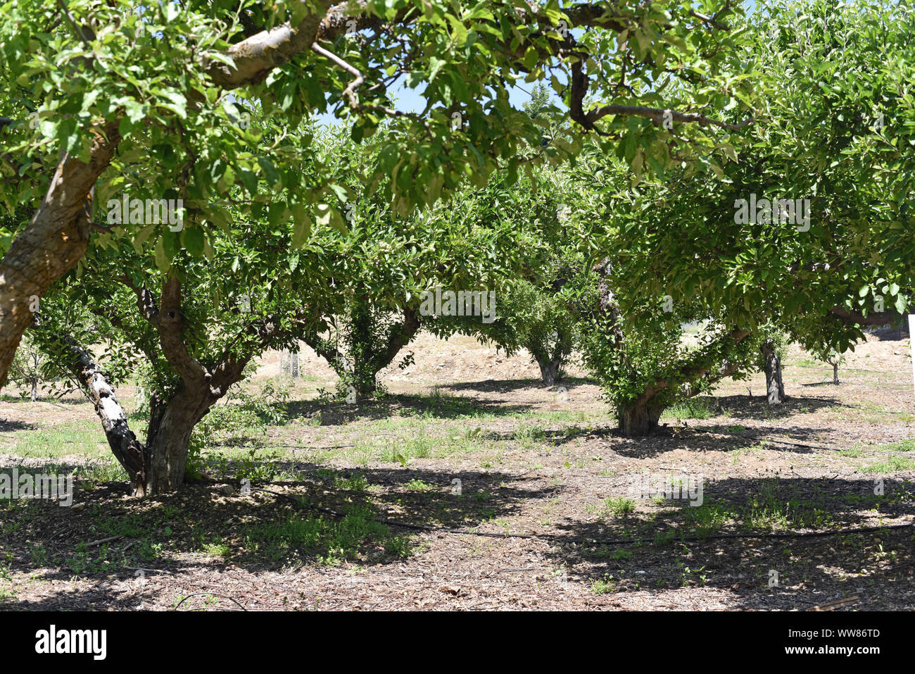 Park road apple trees hi-res stock photography and images - Alamy