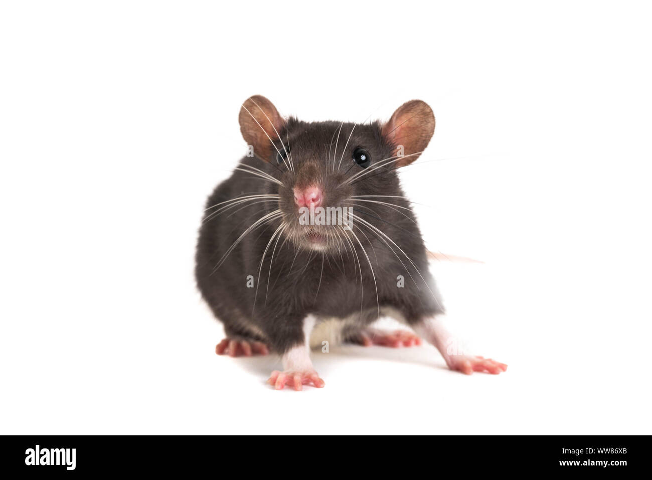 A cute gray rat, with a long mustache, looks into the frame Stock Photo ...
