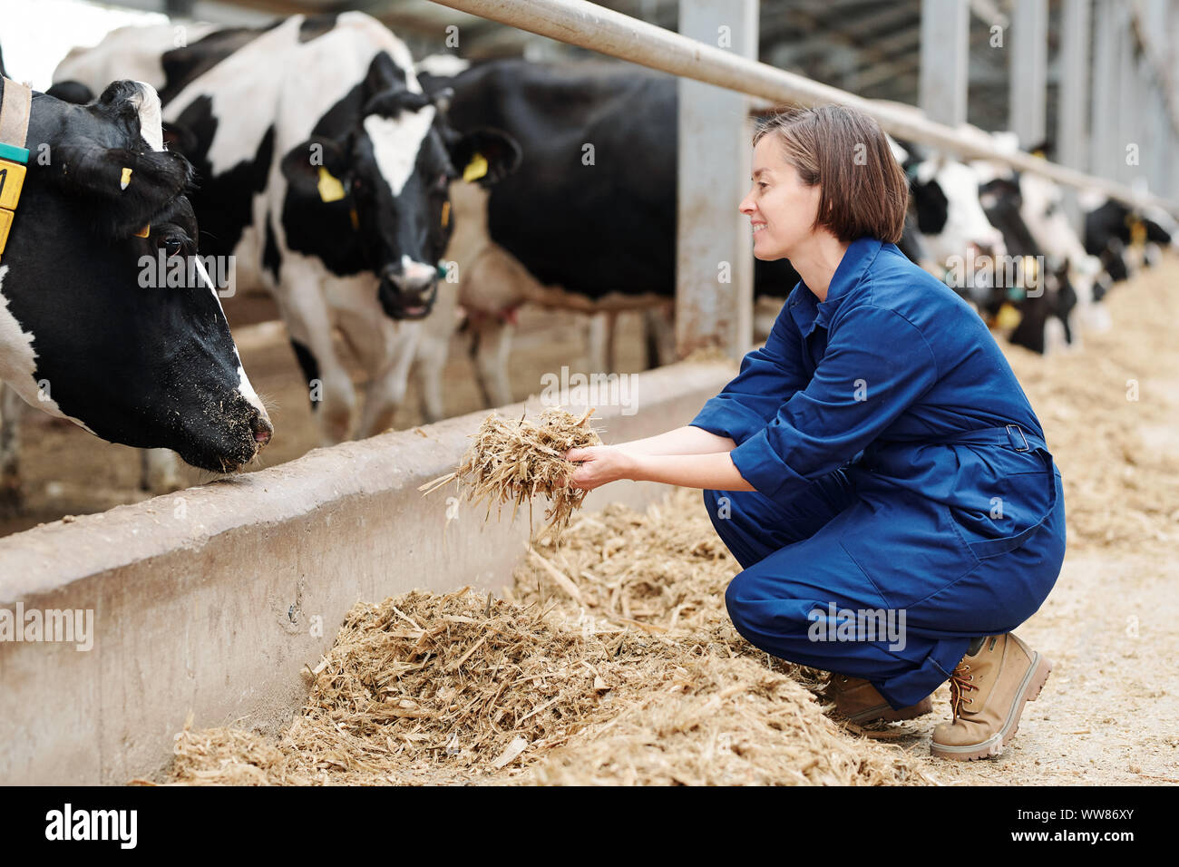 Holding herd cattle hi-res stock photography and images - Alamy