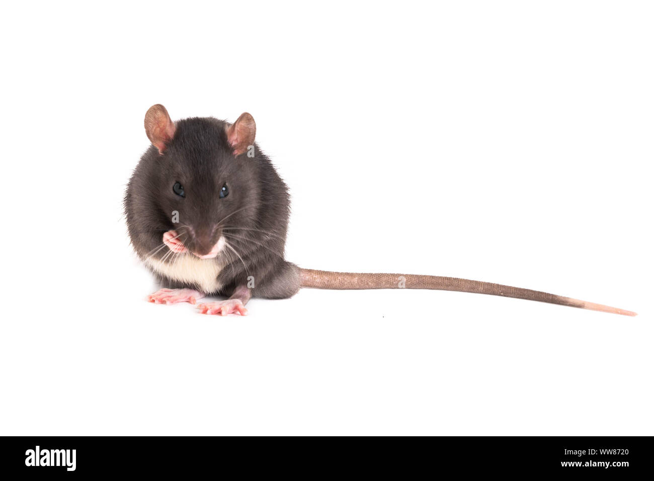 Domestic rat washes face hi-res stock photography and images - Alamy