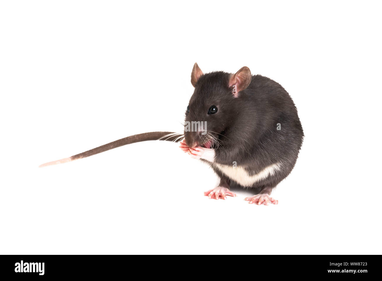 Long furry tail Cut Out Stock Images & Pictures - Alamy