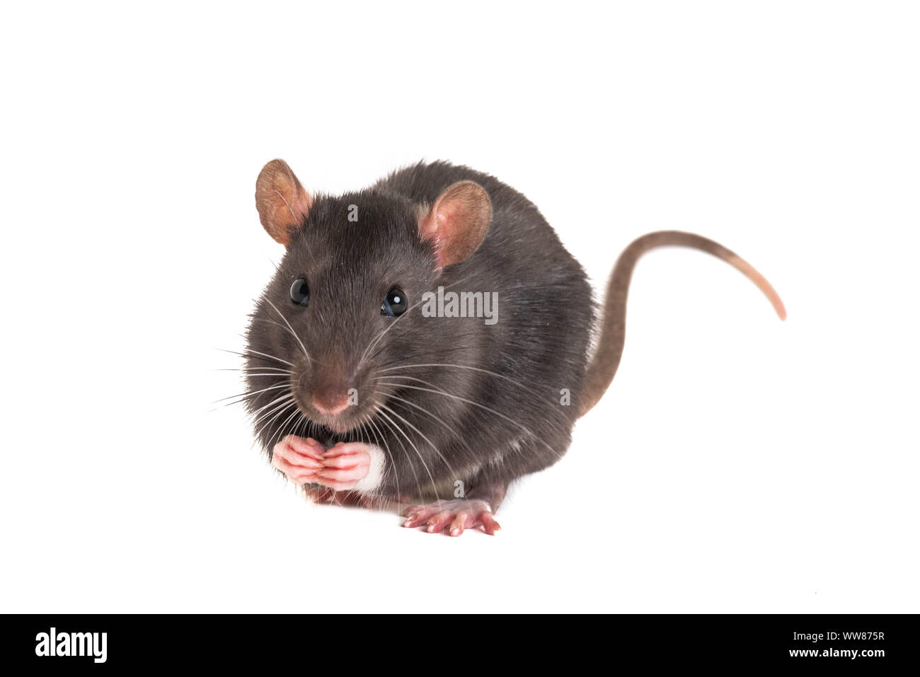 Cute little rat, folded legs, and stands on the hind Stock Photo - Alamy