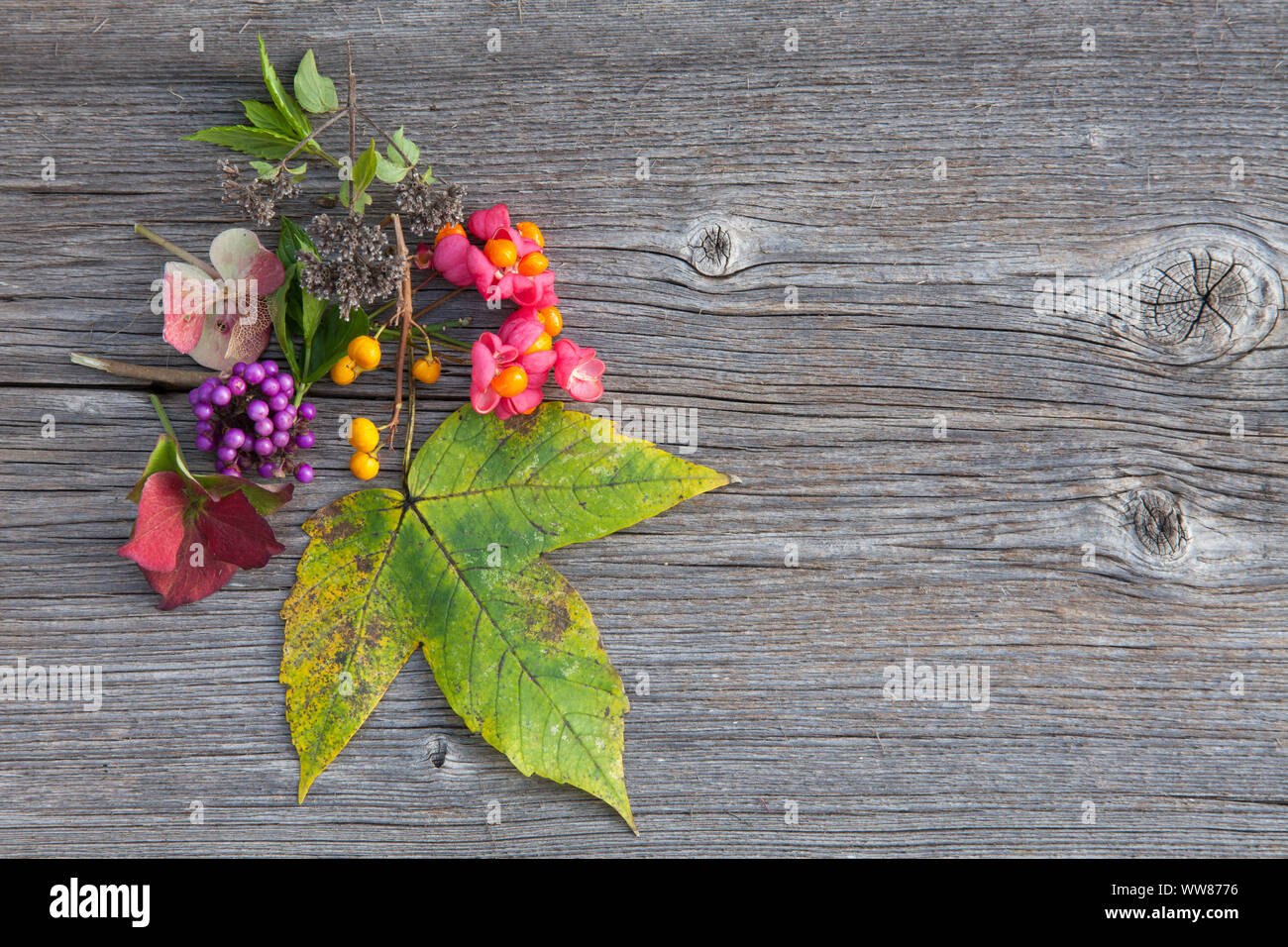 Light grey leaves hi-res stock photography and images - Alamy