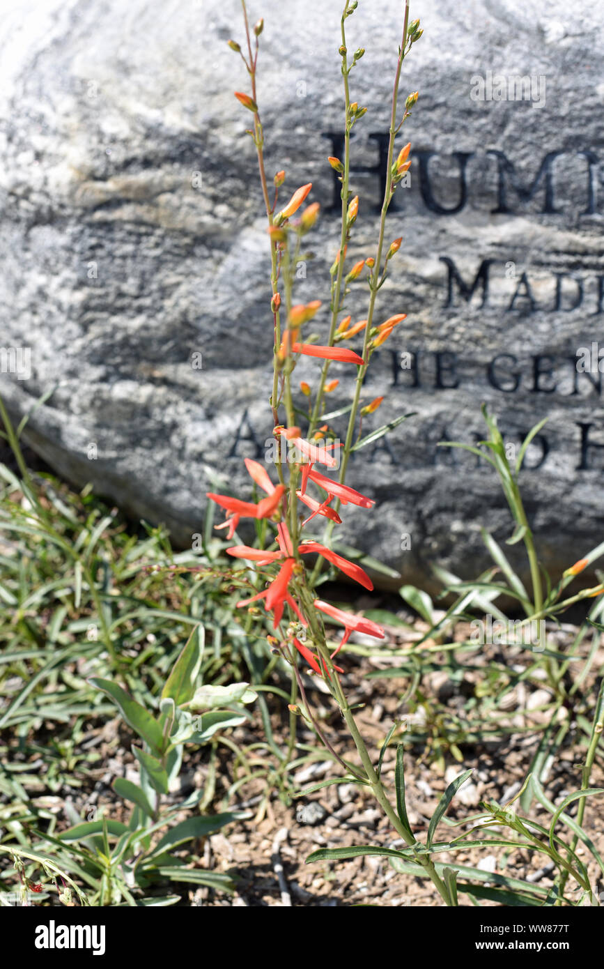 Little Red Wildflowers Stock Photo - Alamy
