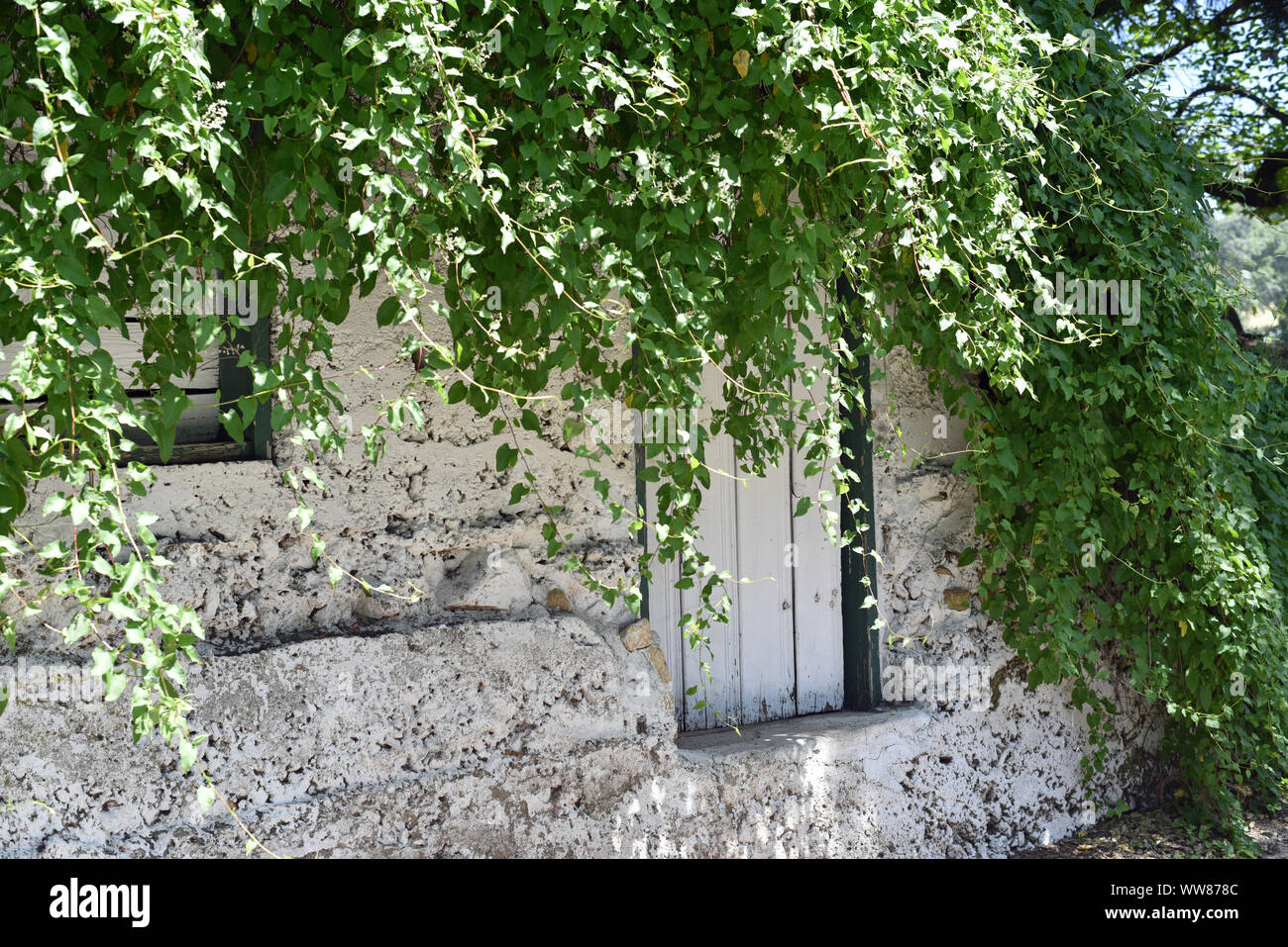 Ivy Covered Building Stock Photo - Alamy